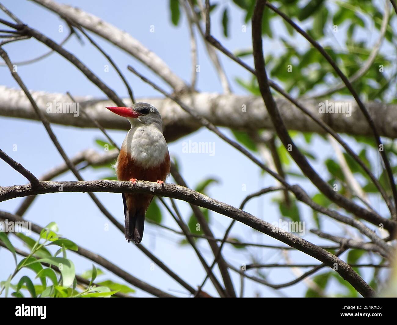 Grey headed Kingfisher, Cape Verde, Santiago island, fauna, birds Stock ...
