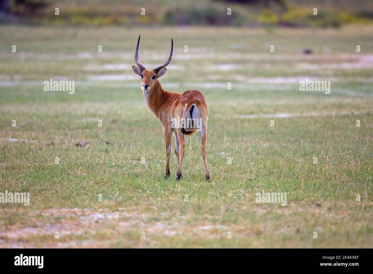 Lechwe, Red, (Kobus l. leche). Rear view, showing higher hindquarters ...