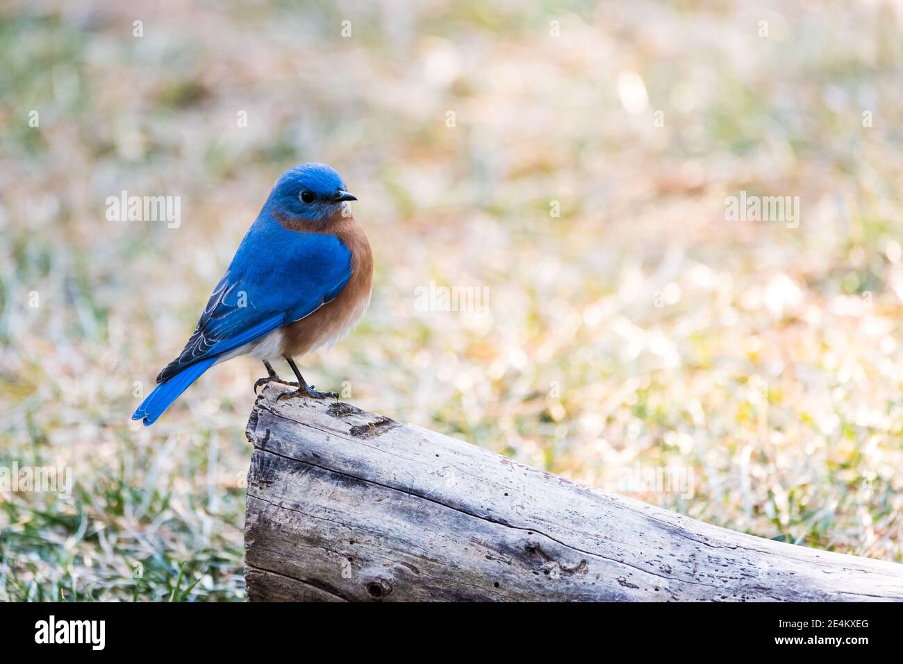 Eastern bluebirds new york hi-res stock photography and images - Alamy