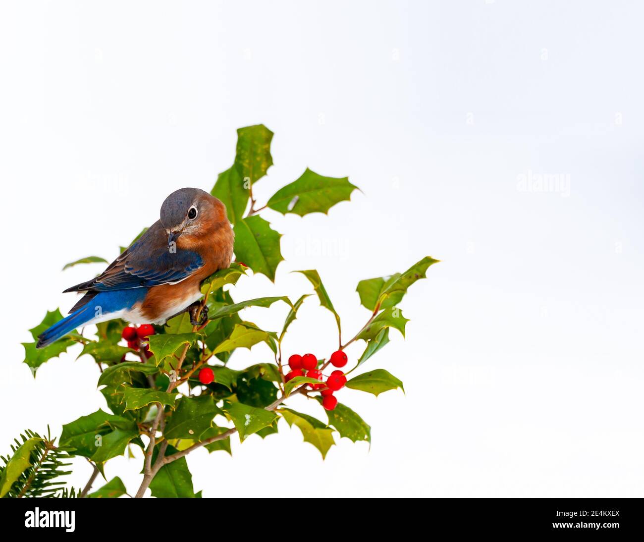 Festive holly and bird hi-res stock photography and images - Alamy