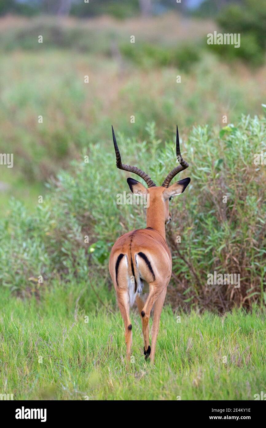 Impala (Aepyceros melampus). Male, horned adult, rear view. Showing ...