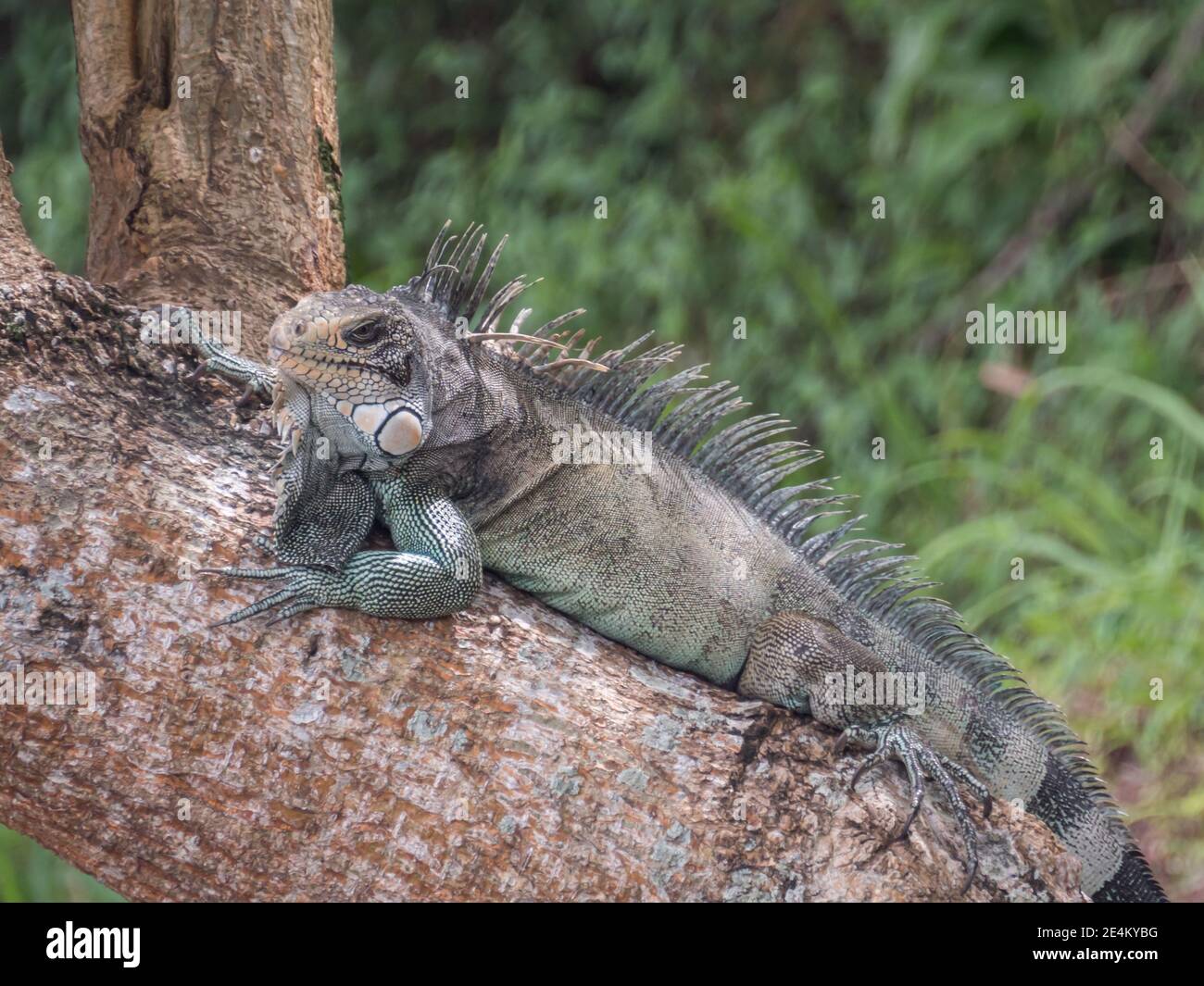 A large, green lizard on the tree in the Amazon jungle. Amazonia. Latin ...