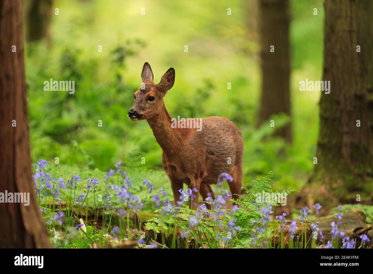 Roe Deer in their natural habitat Stock Photo - Alamy