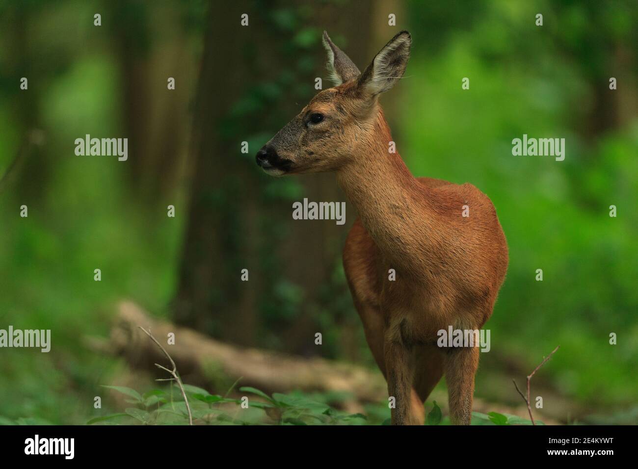 Roe Deer in their natural habitat Stock Photo - Alamy
