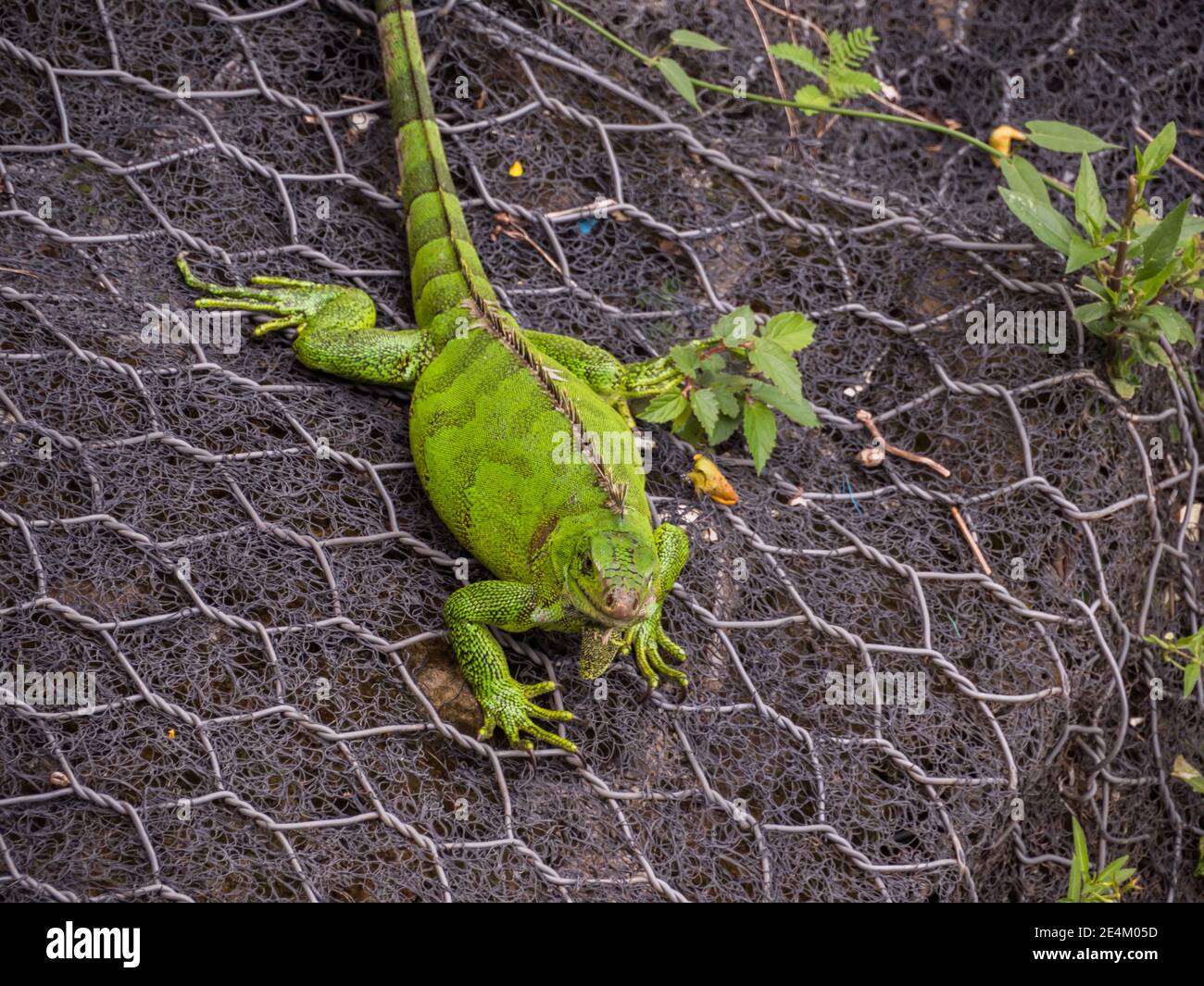 A large, green lizard on a grid, on the bank of a river in the Amazon ...