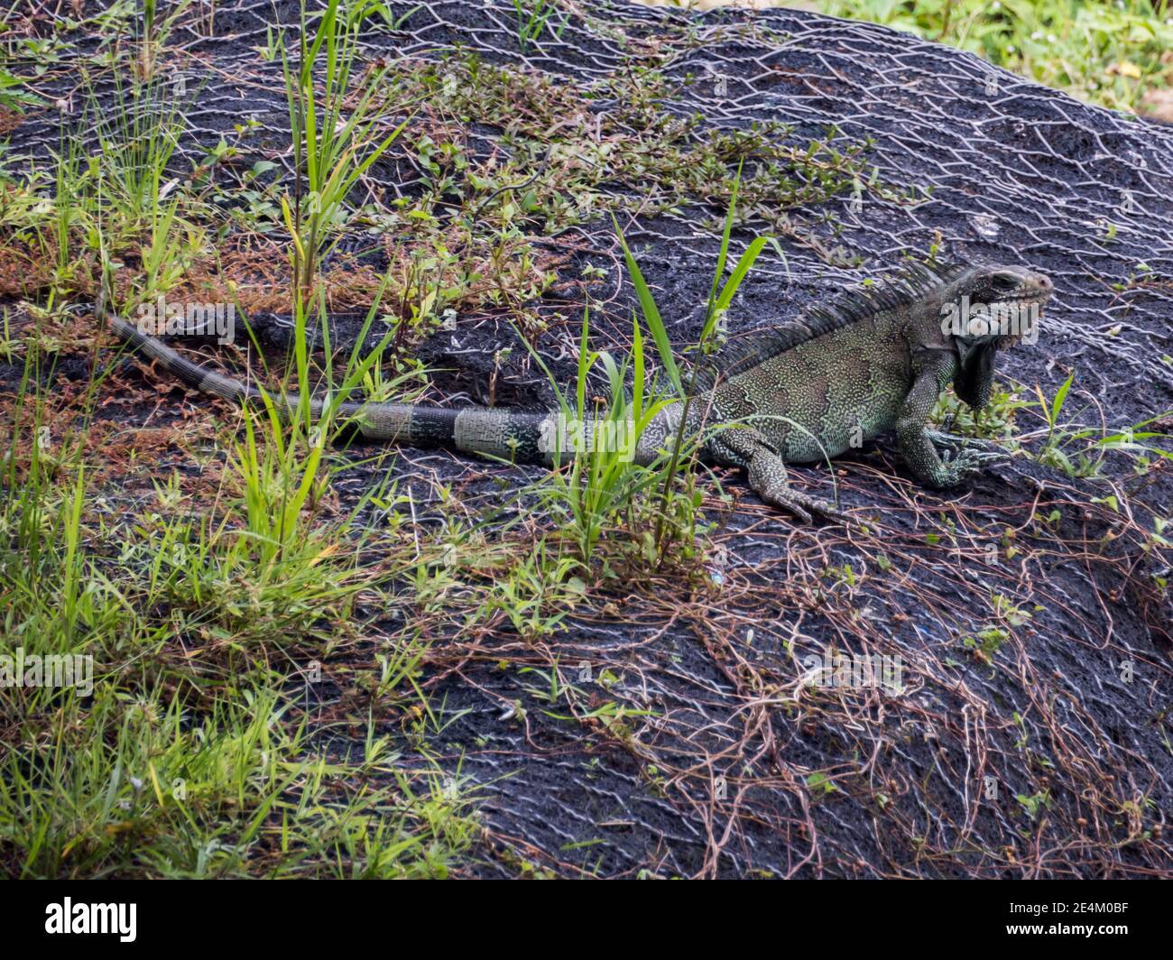 A large, green lizard on a grid, on the bank of a river in the Amazon ...