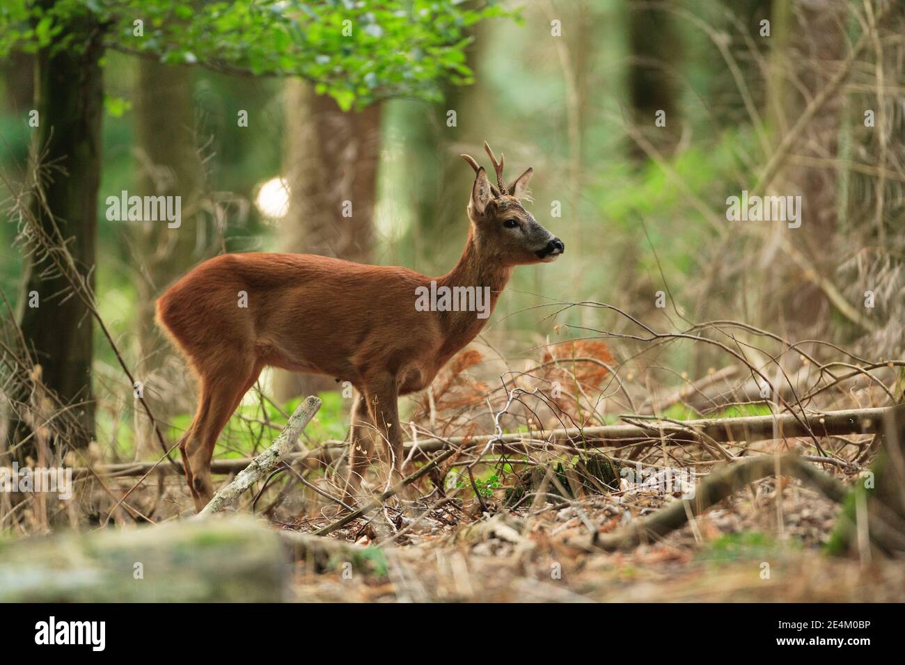 Roe Deer in their natural habitat Stock Photo - Alamy