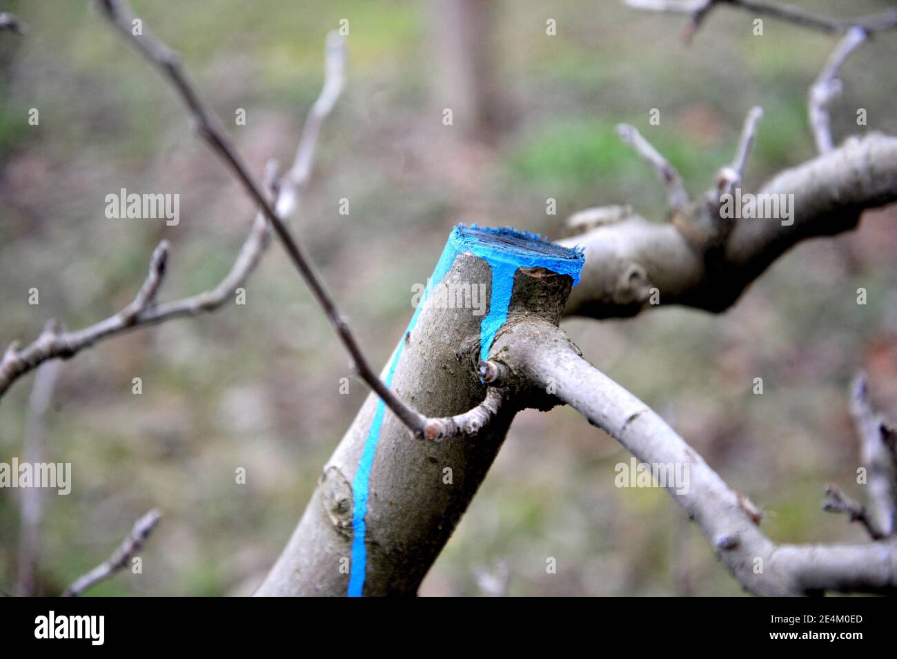 pruned and protected apple tree in an orchard Stock Photo - Alamy