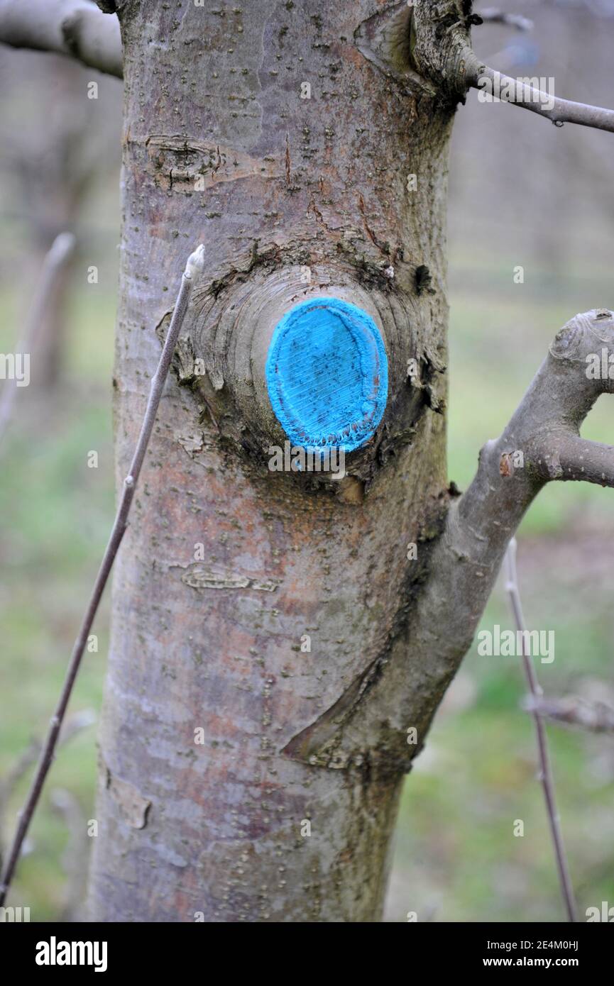 pruned and protected apple tree in an orchard Stock Photo - Alamy
