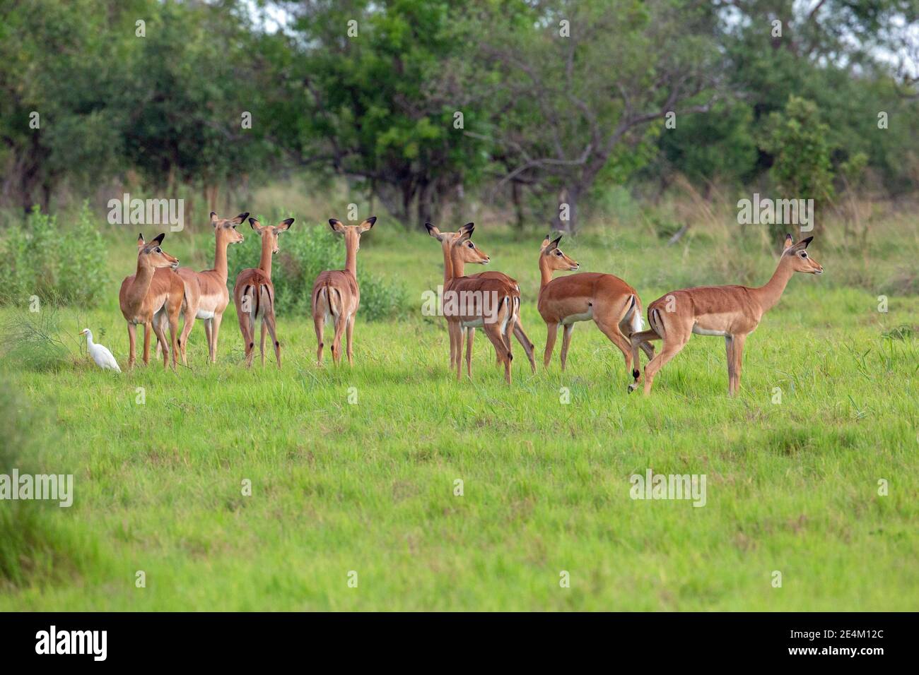 Impala (Aepyceros melampus). Anxious females, facing away. Stance ...
