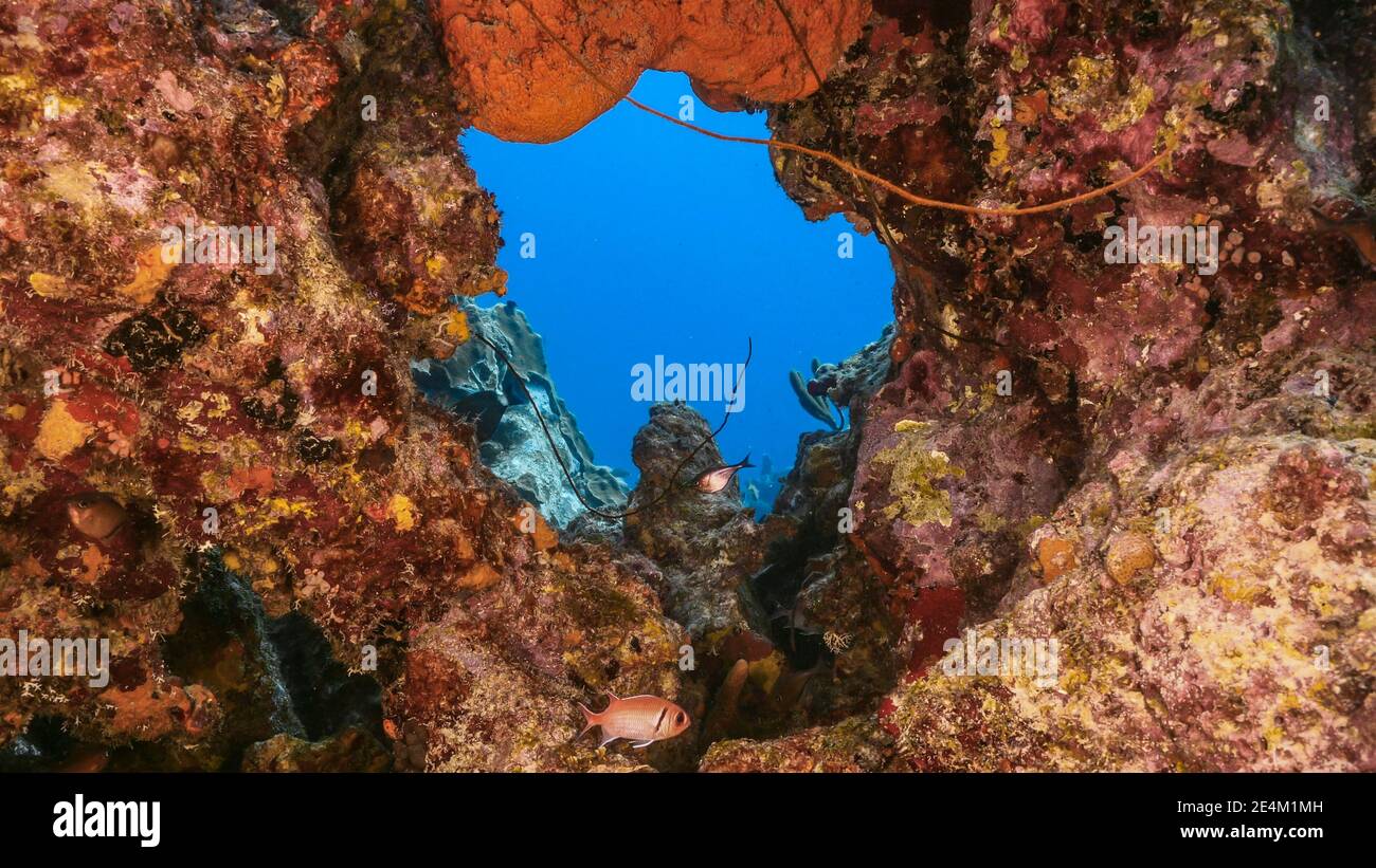 seascape, coast, beach, fish, coral, sponge, reef, animal, aquatic ...