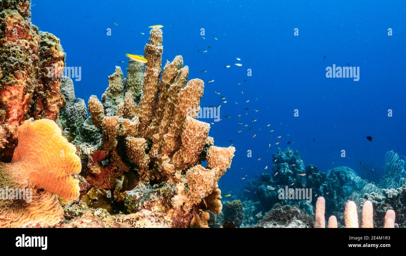 seascape, coast, beach, fish, coral, sponge, reef, animal, aquatic ...