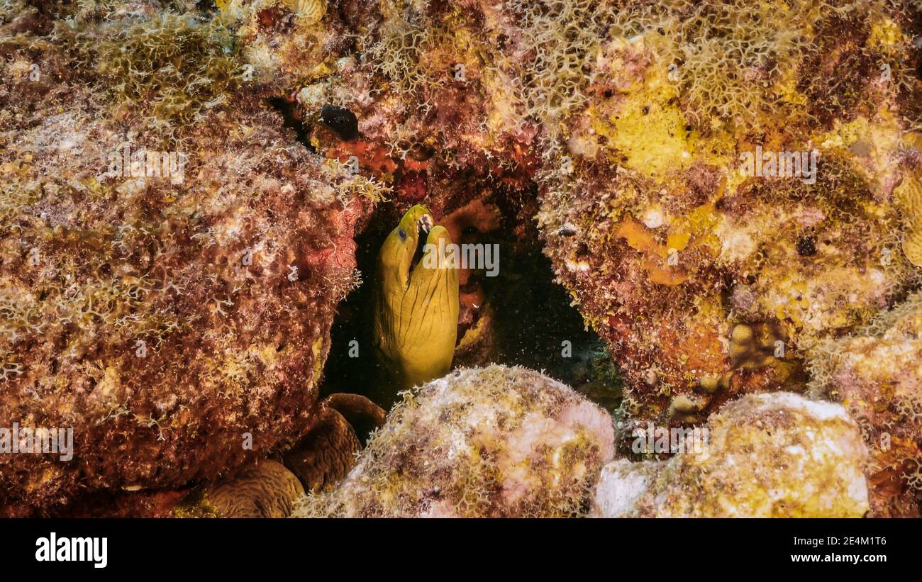 Green Moray Eel in coral reef of Caribbean Sea, Curacao Stock Photo - Alamy