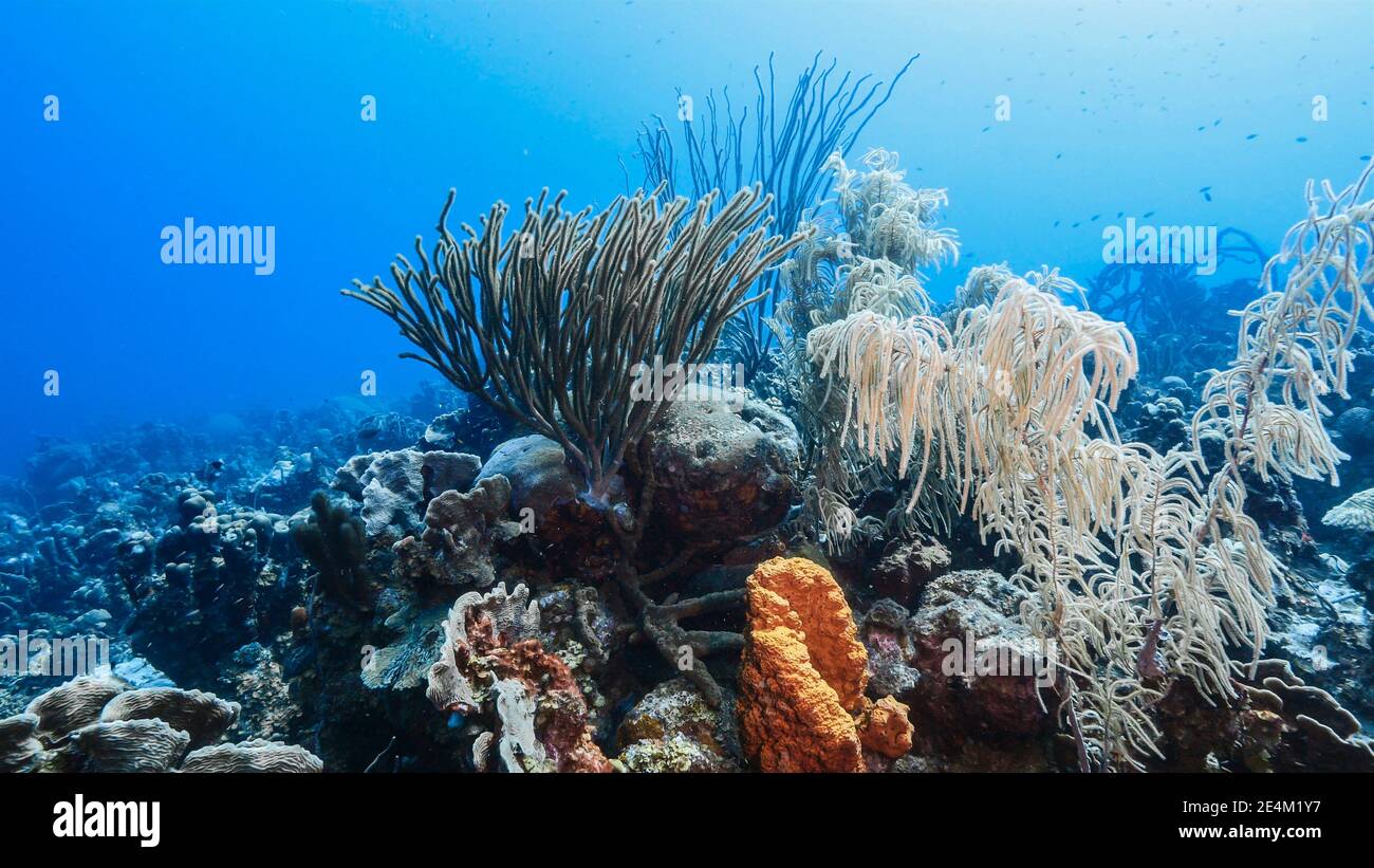 seascape, coast, beach, fish, coral, sponge, reef, animal, aquatic ...