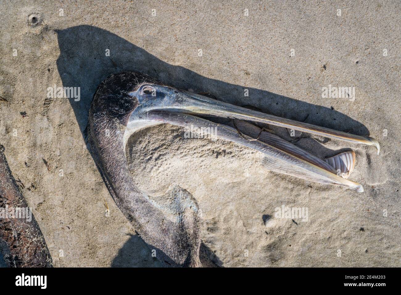 Dead pelican hi-res stock photography and images - Alamy