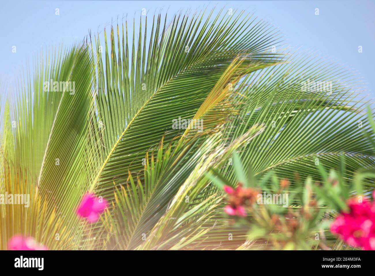 Tropical background, coco palm leaves and exotic flowers, sun light ...
