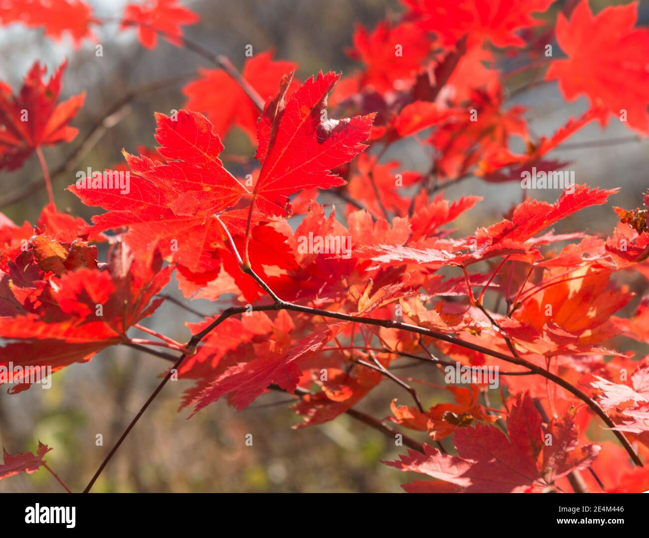 Autumn maple leaves background. Red maple tree Stock Photo - Alamy