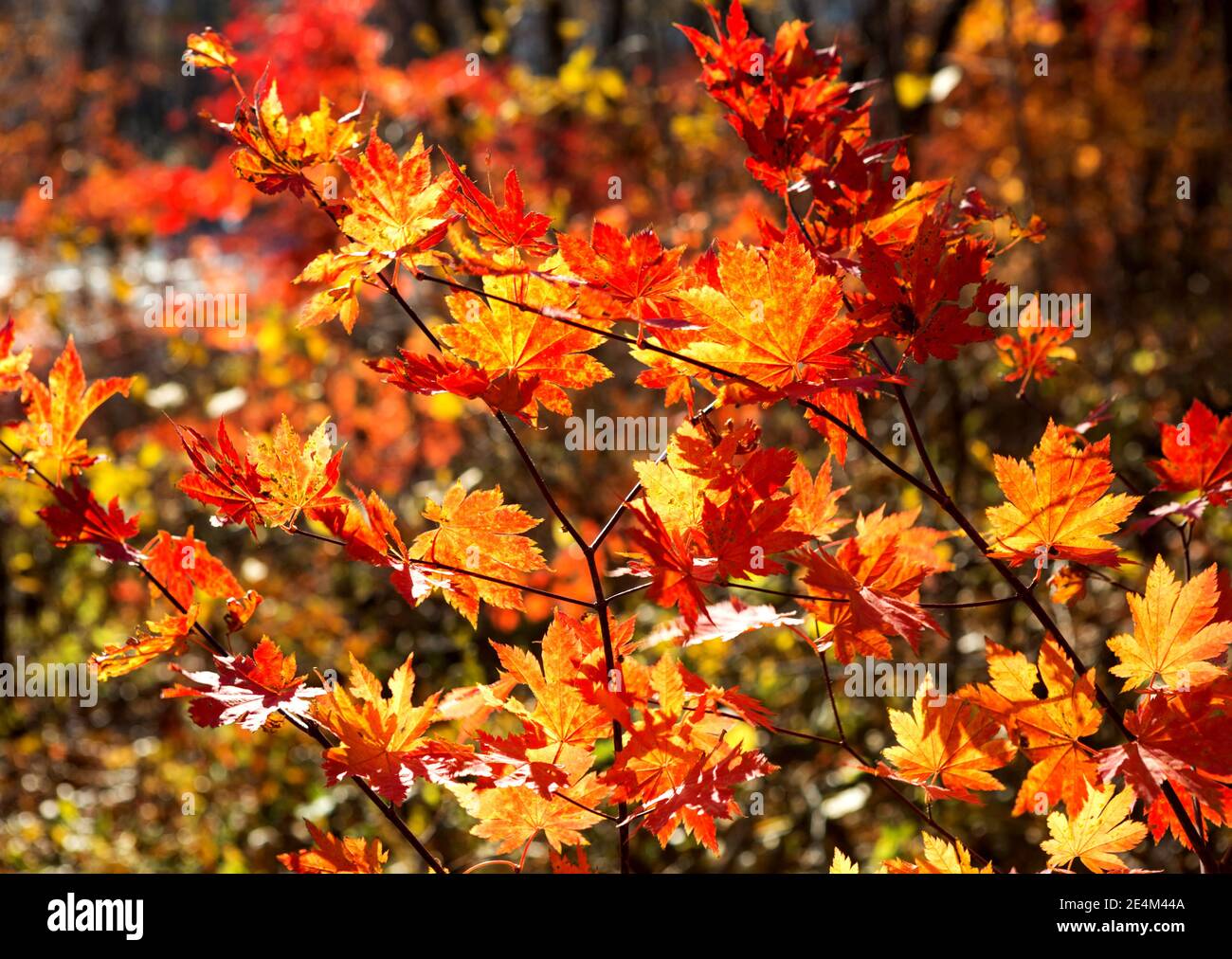 The landscape of the maple leaf hi-res stock photography and images - Alamy