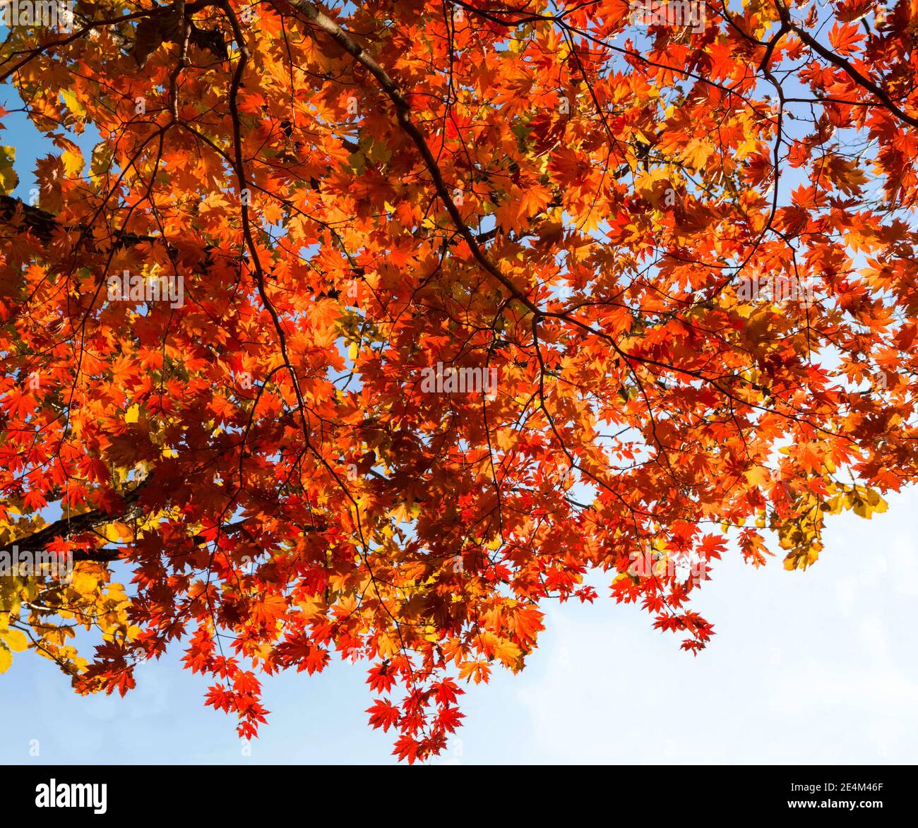 Autumn maple leaves background. Branches of an autumn red maple. leaves ...