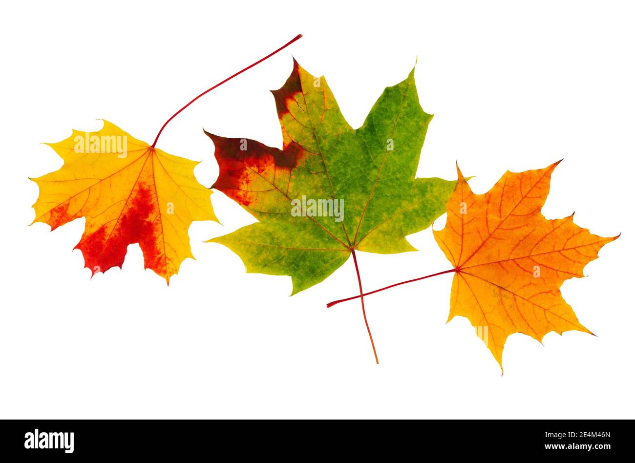 Autumn maple leaf isolated on white background. Maple leaves Stock ...
