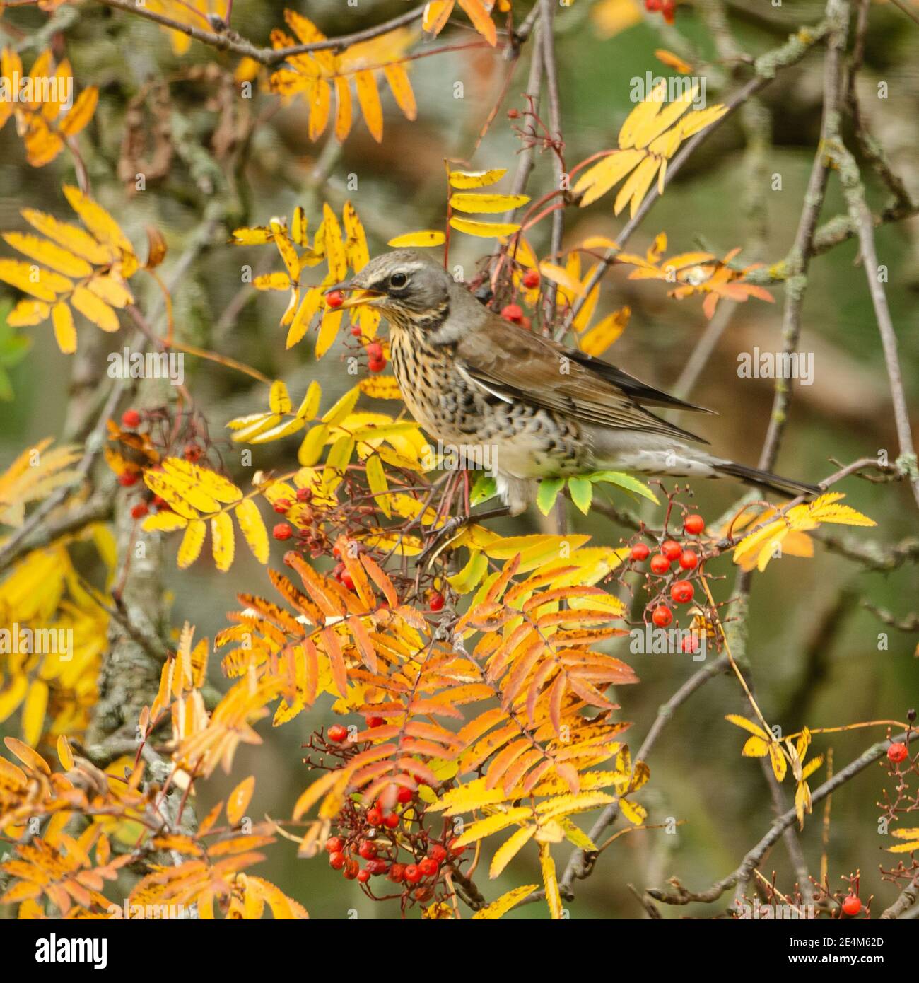 Fieldfare in rowan tree hi-res stock photography and images - Alamy