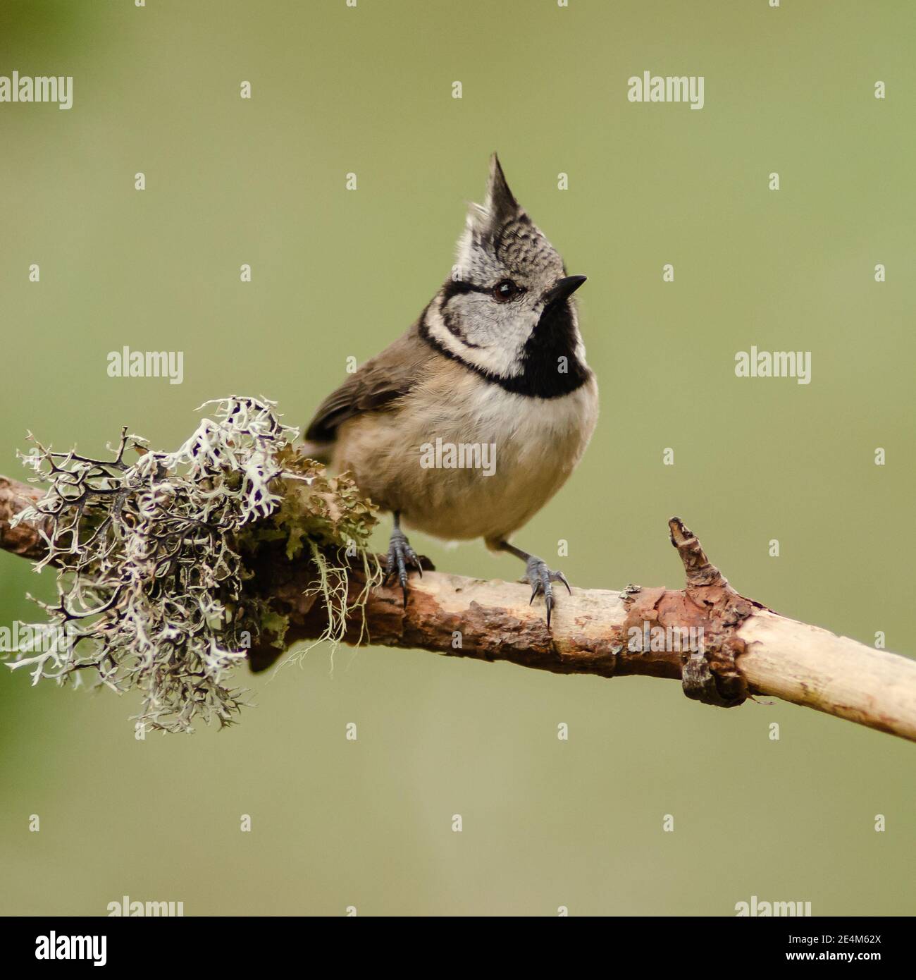 Portrait of Crested Tit Stock Photo - Alamy