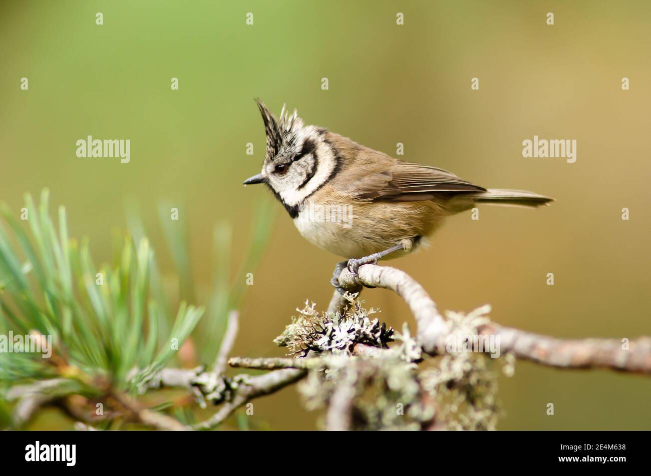 Portrait of Crested Tit Stock Photo - Alamy