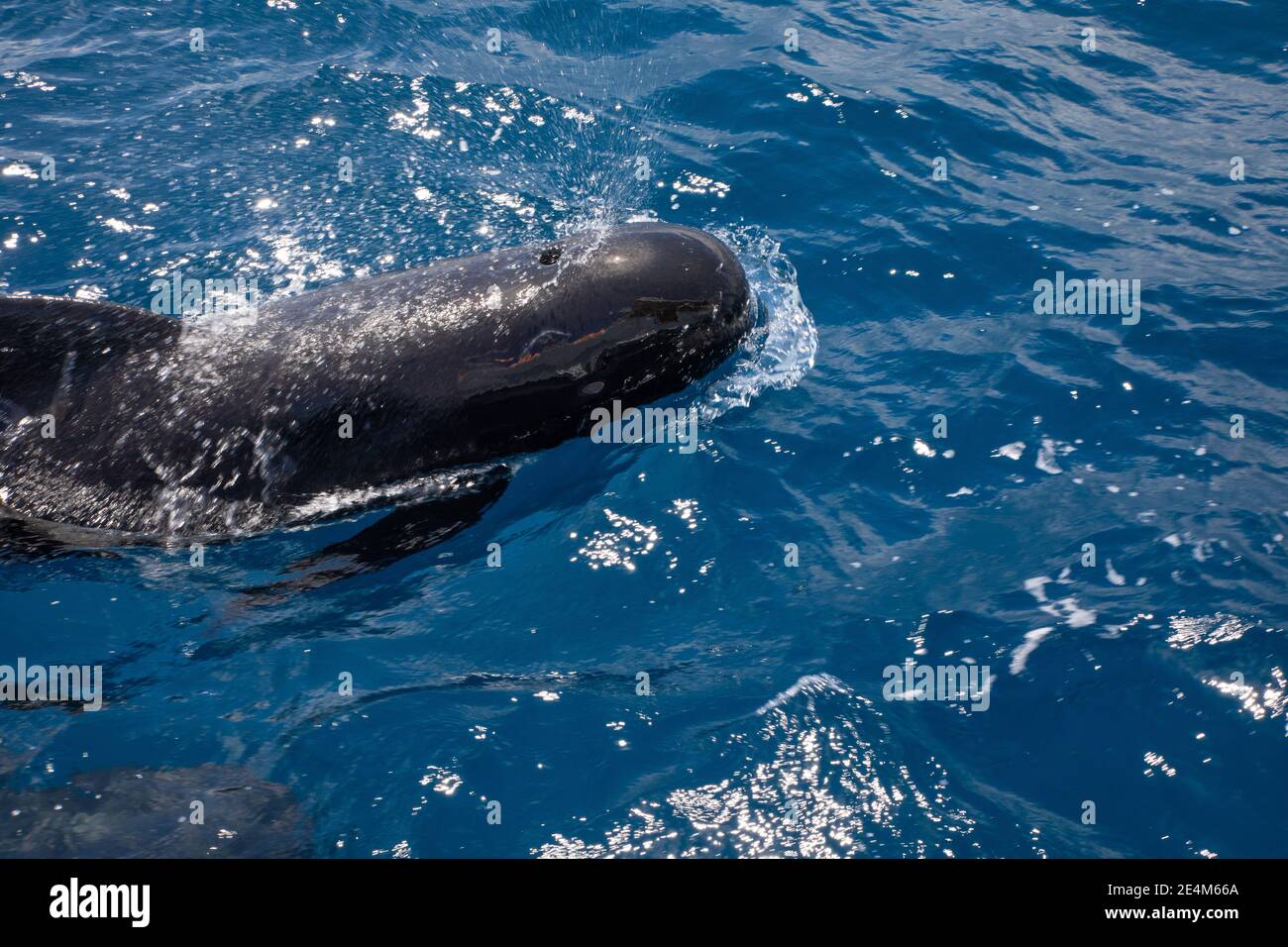 close pilot whale, blackfish or cetaceans in the family Globicephala ...