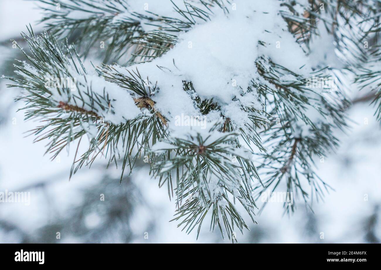 Snow covered pine branch in winter in the forest Stock Photo - Alamy