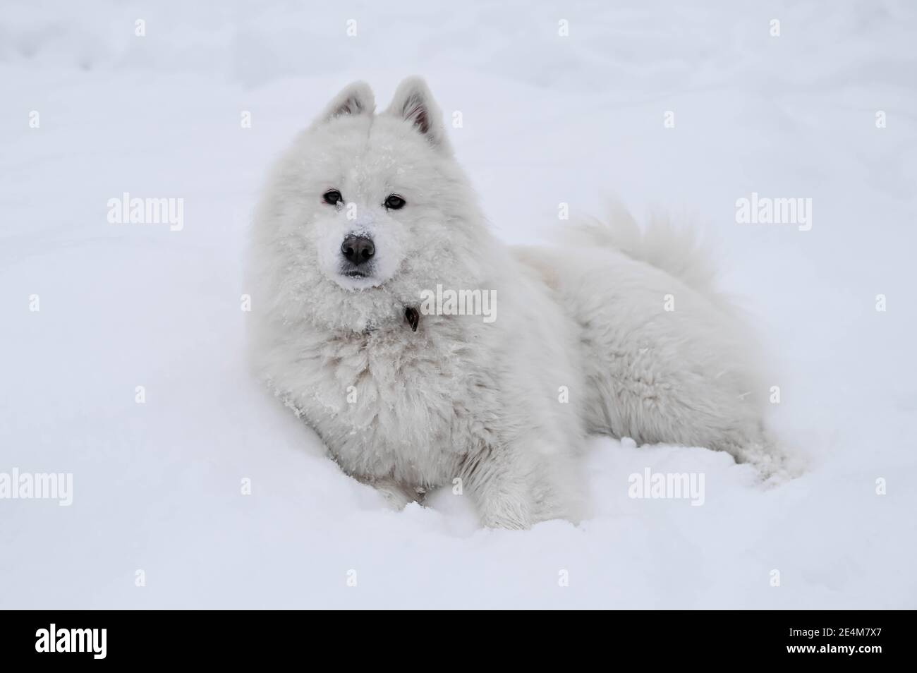 Fluffy samoyed hi-res stock photography and images - Alamy