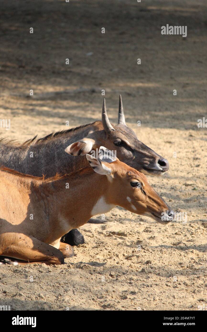 Bluebuck High Resolution Stock Photography and Images - Alamy