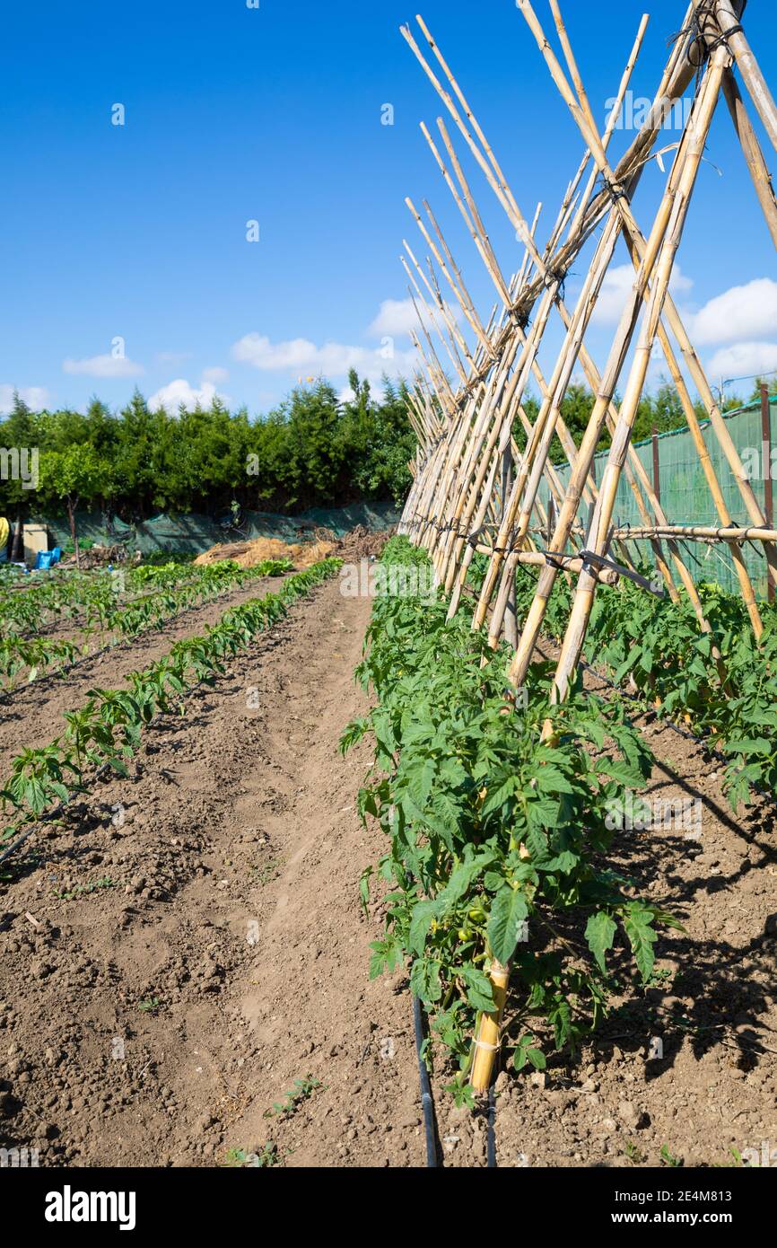 orchard with structure of canes for fresh tomato green plants Stock ...