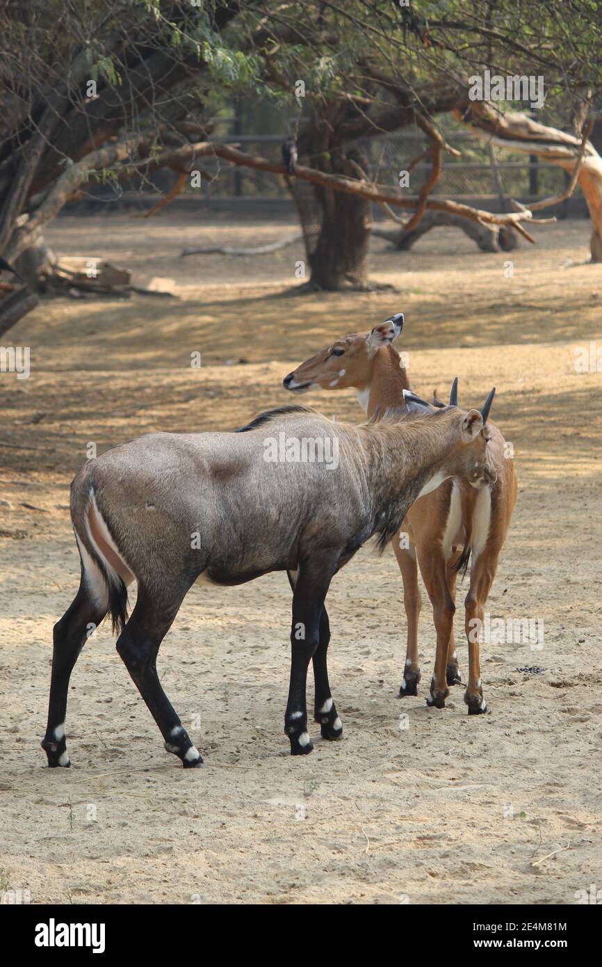 Largest antelopes hi-res stock photography and images - Alamy