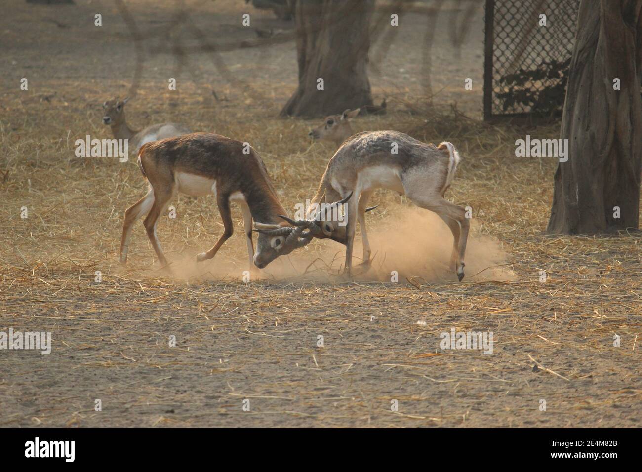 Intense fighting hi-res stock photography and images - Alamy