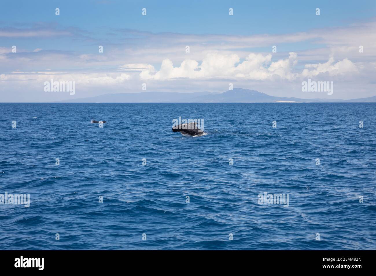 pilot whale, blackfish or cetaceans in the family Globicephala ...