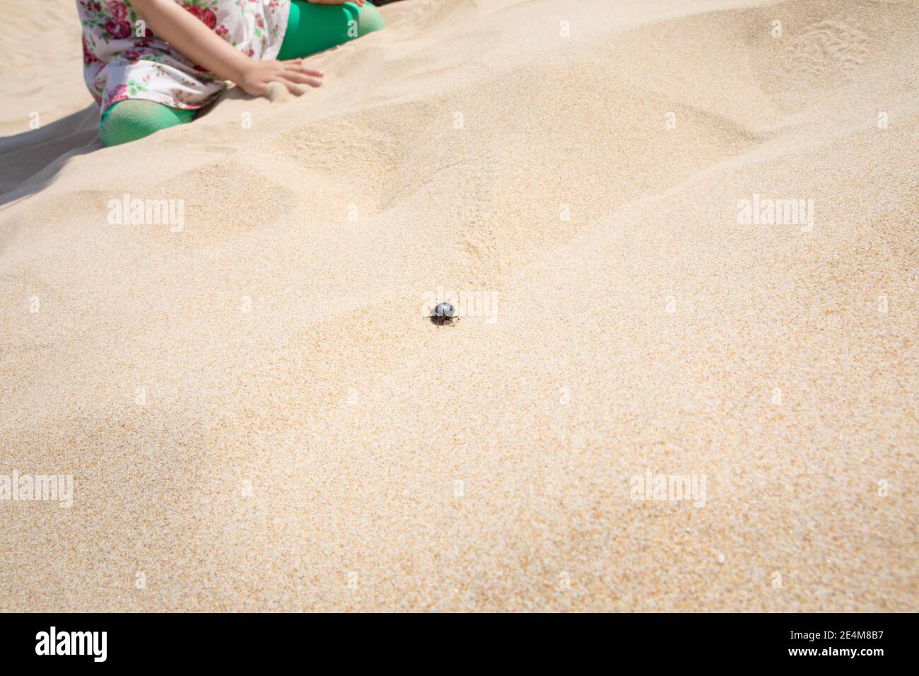 Little dune bug hi-res stock photography and images - Alamy