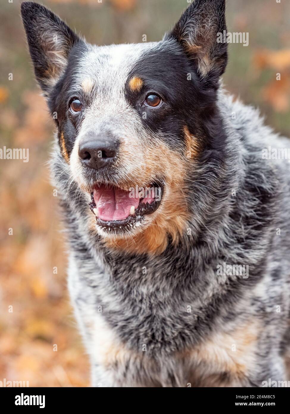 Adorable healthy active adult Australian working dog standing against ...