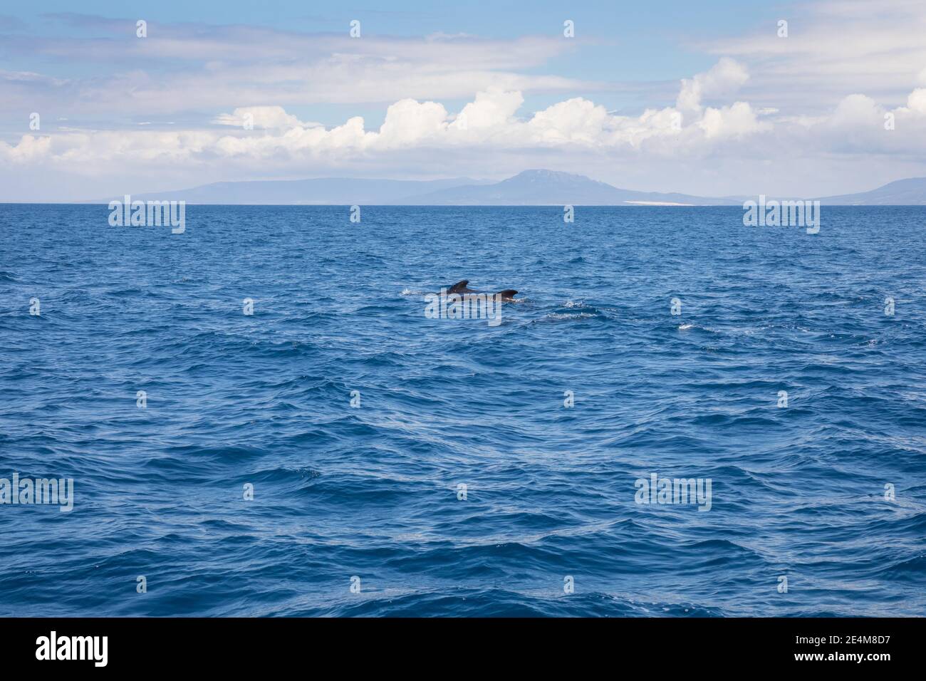 pilot whales, blackfish or cetaceans in the family Globicephala ...