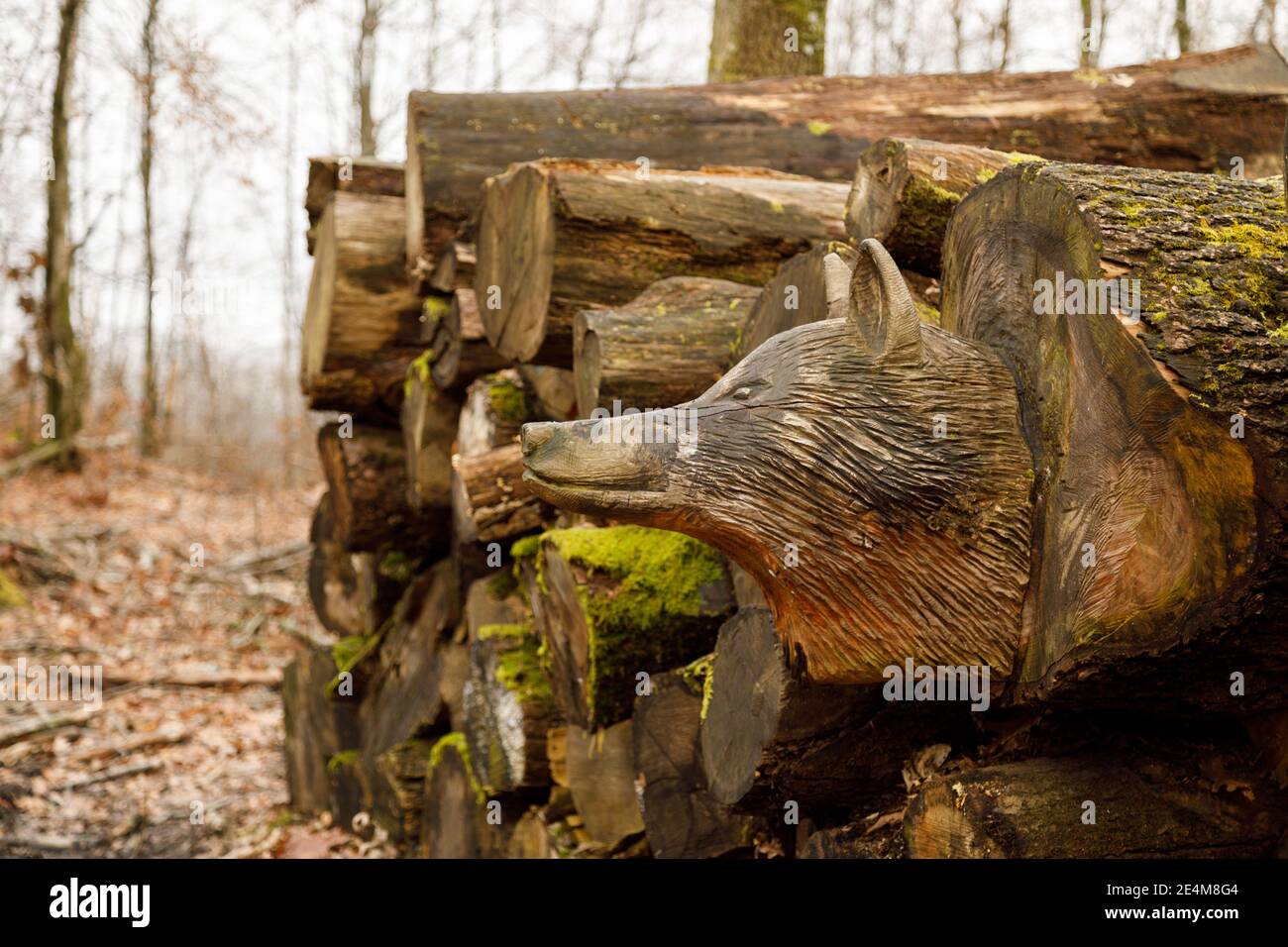 The pieces of cut trunks of tree and face of a wolf carved out of wood ...