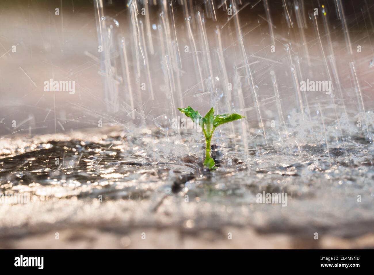 Nature water plantation hi-res stock photography and images - Alamy