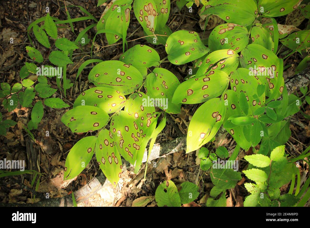 Beautiful spotted leaves in the forest Stock Photo - Alamy
