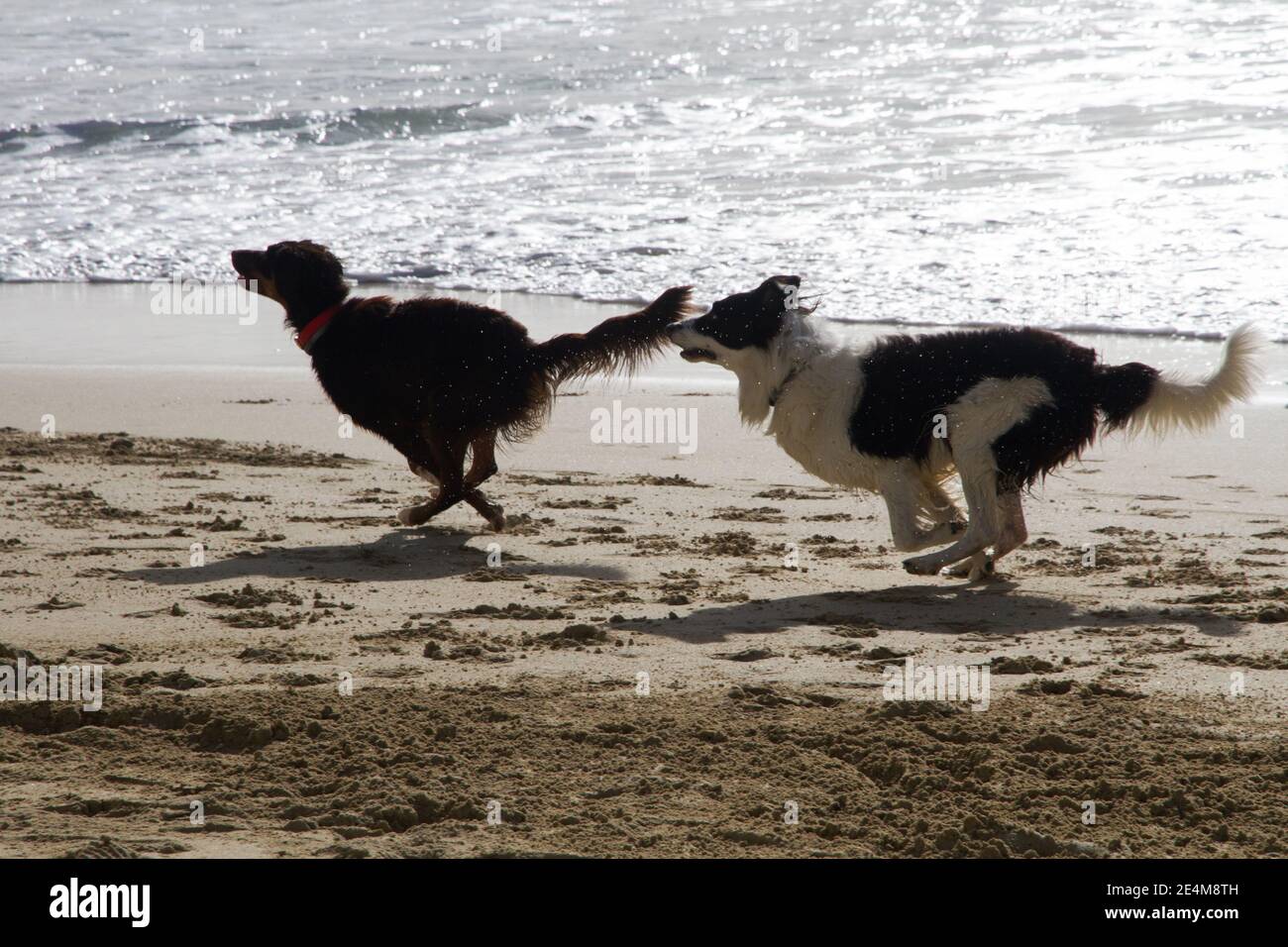 Two dogs running on beach Stock Photo - Alamy