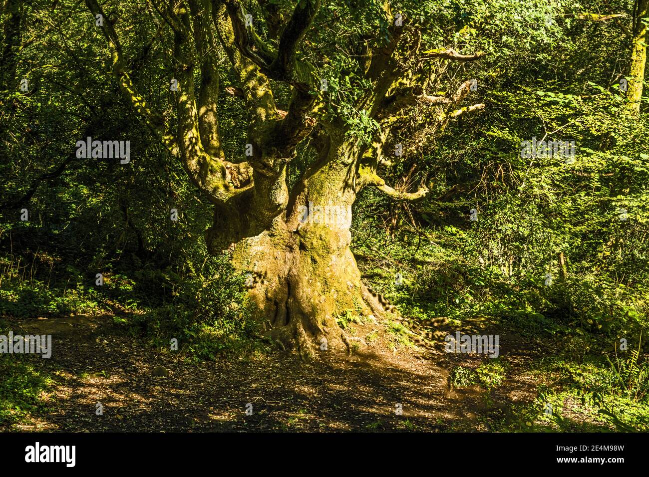 Very large and ancient Oak Tree in local woodland area with sun shining ...