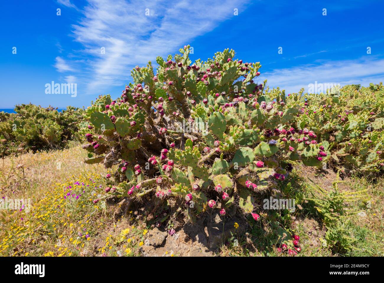 green plants cactus opuntia ficus-indica (also named Cactus Pear, Nopal ...