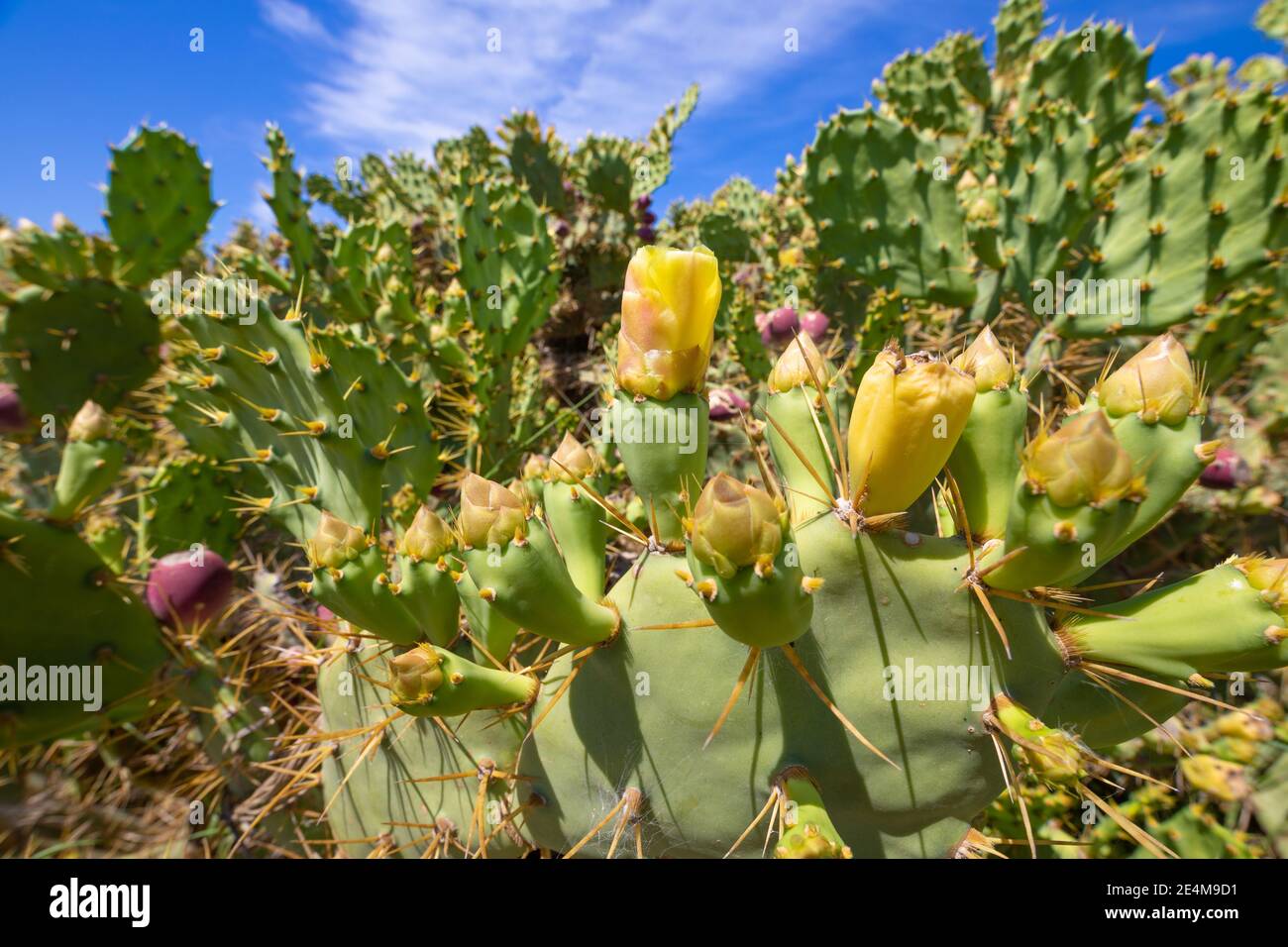 green plants Cactus Pear or Nopal (also named opuntia ficus-indica, fig ...