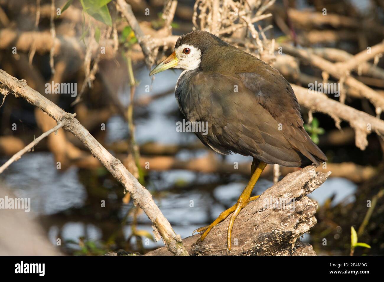 White-Breasted Waterhen (Amaurornis phoenicurus Stock Photo - Alamy