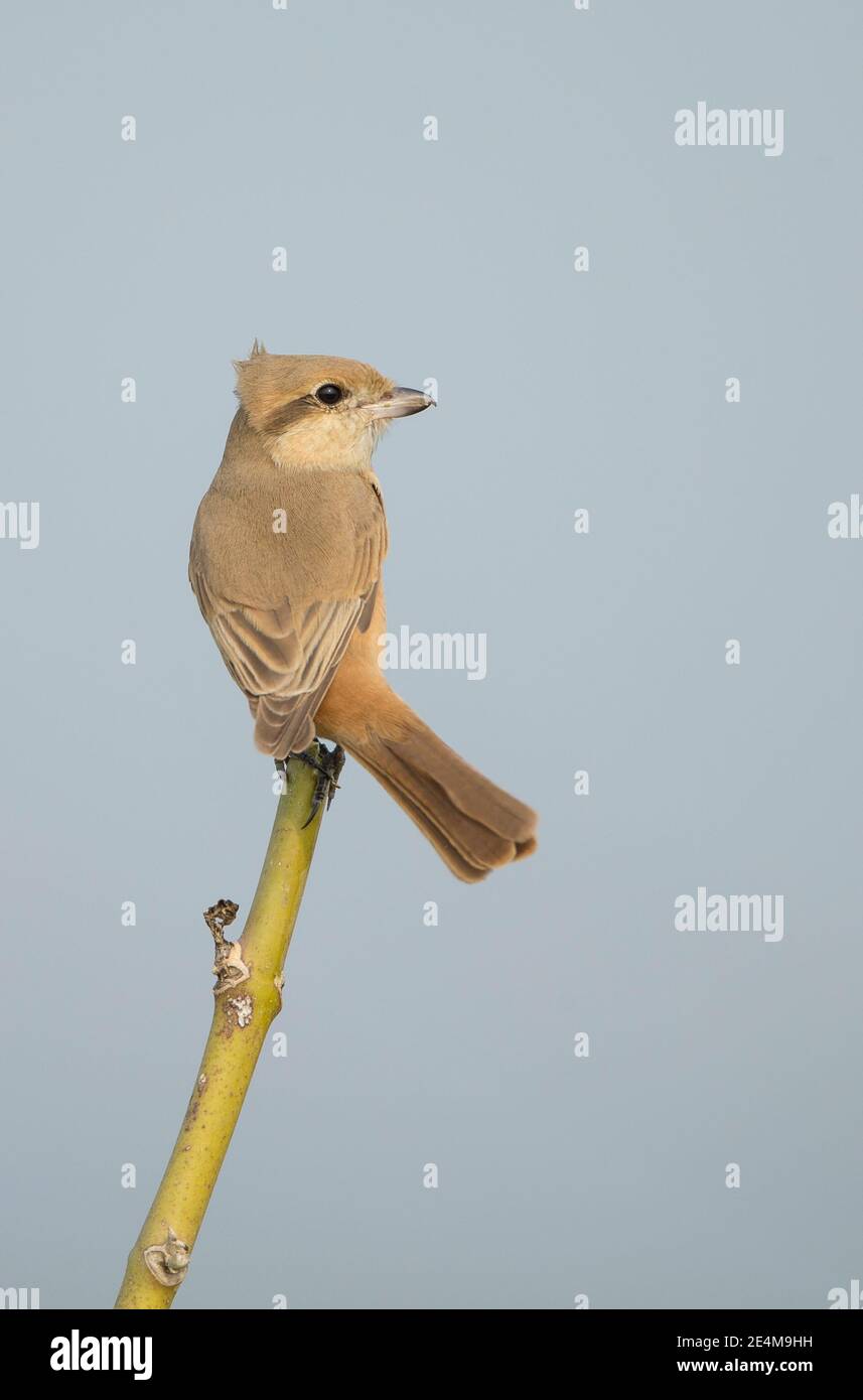 Isabelline Shrike (Lanius isabellinus Stock Photo - Alamy