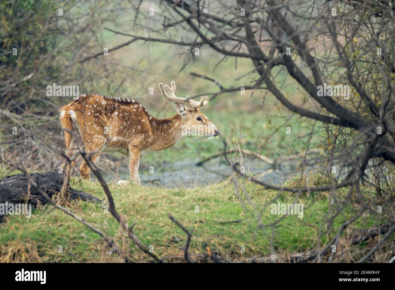 Spotted Deer (Axis axis), buck Stock Photo - Alamy