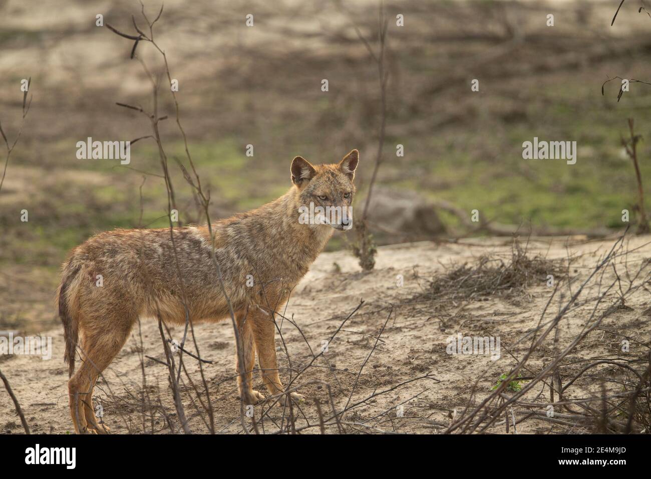 Golden Jackal (Canis aureus Stock Photo - Alamy