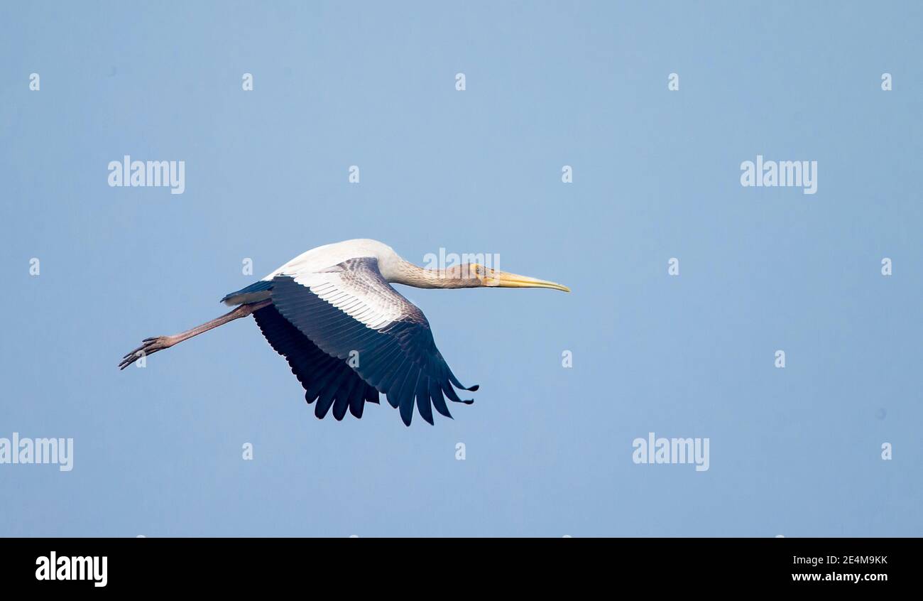 Painted Stork (Mycteria leucpcephala), juvenile in flight Stock Photo ...